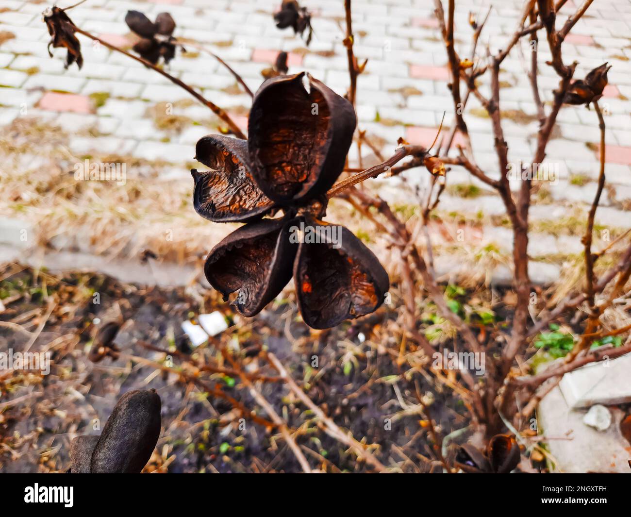 Paeonia suffruticosa seeds in stars. Peony flower tree seeds on a ...