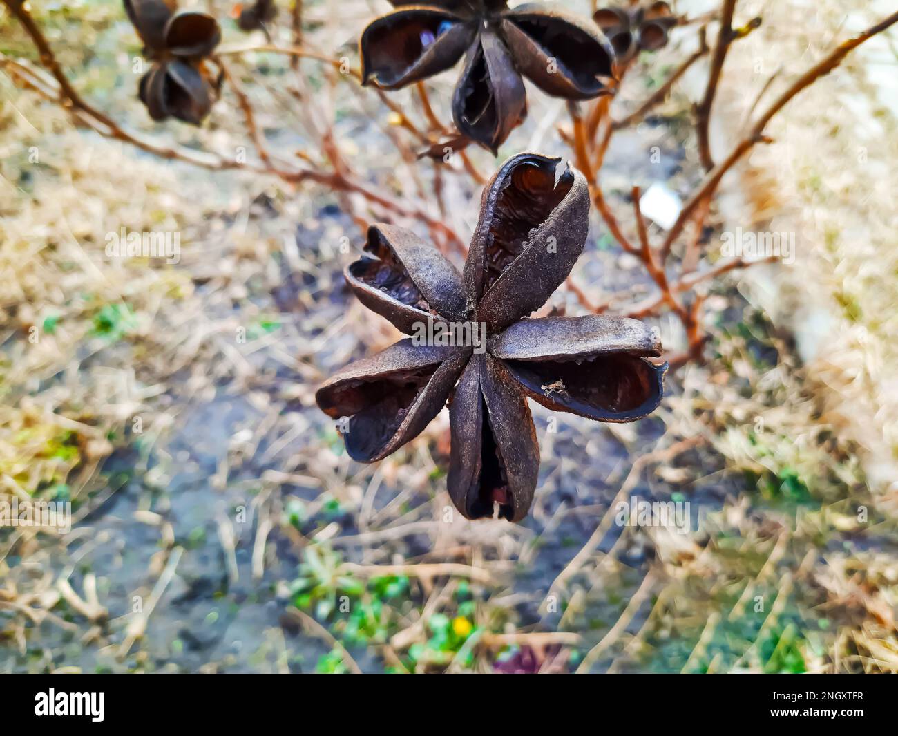 Paeonia suffruticosa seeds in stars. Peony flower tree seeds on a ...