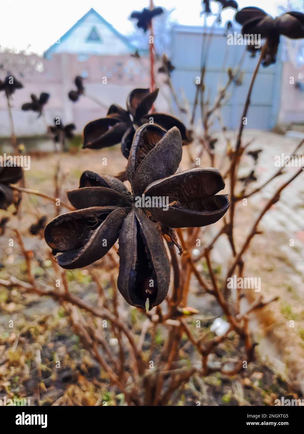 Paeonia suffruticosa seeds in stars. Peony flower tree seeds on a ...