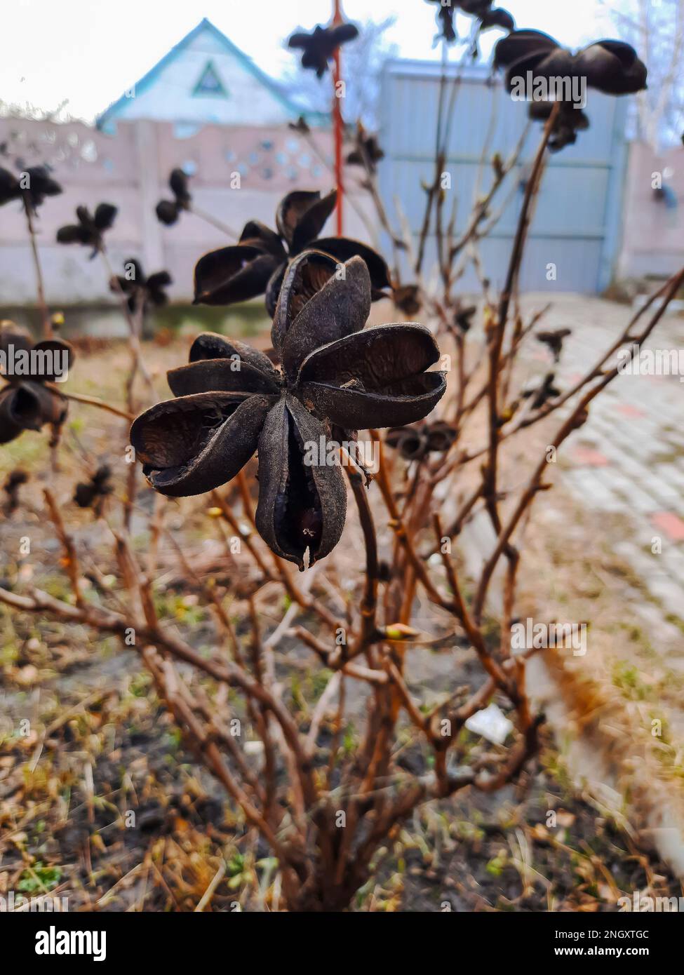 Paeonia suffruticosa seeds in stars. Peony flower tree seeds on a ...