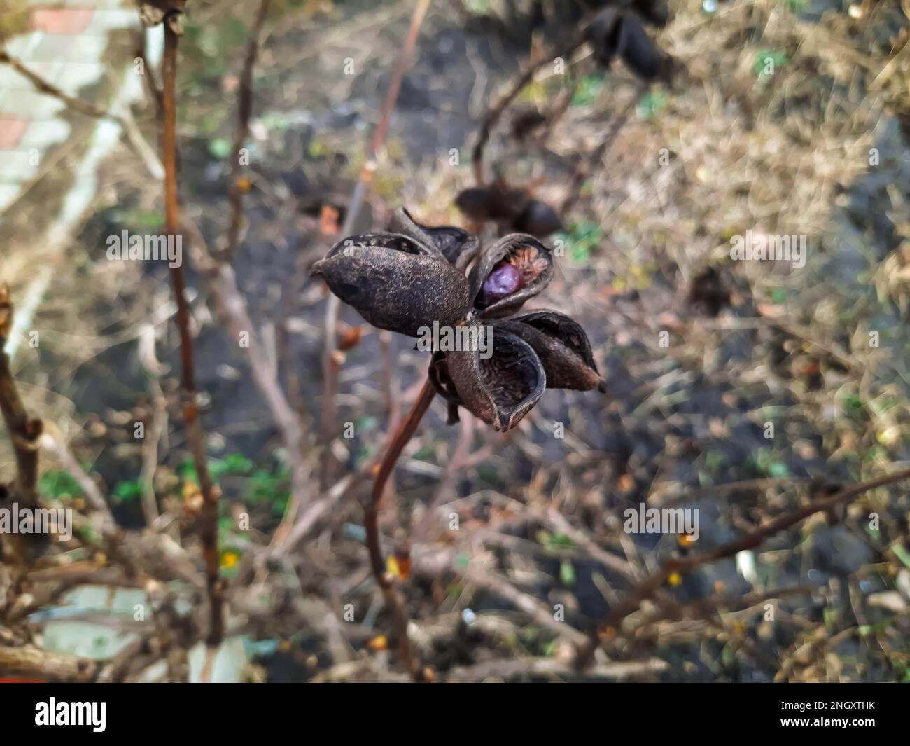 Paeonia suffruticosa seeds in stars. Peony flower tree seeds on a ...
