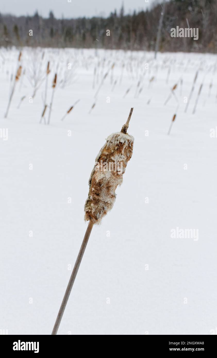 Vegetation bulrush hi-res stock photography and images - Alamy