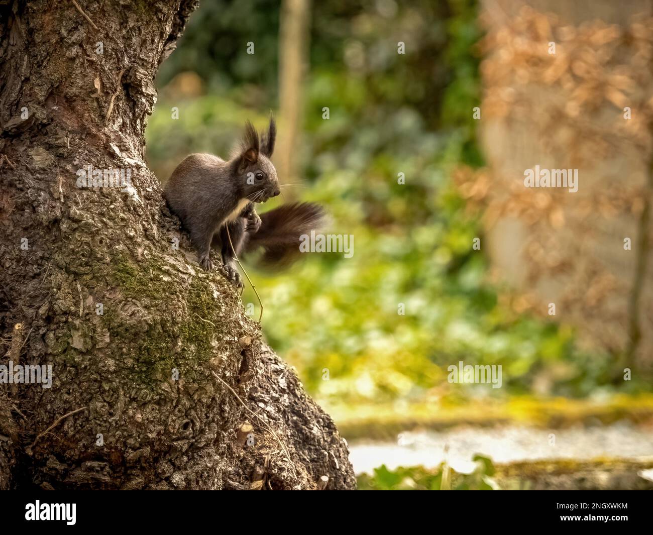 Squirrel relaxing on a tree hi-res stock photography and images - Alamy