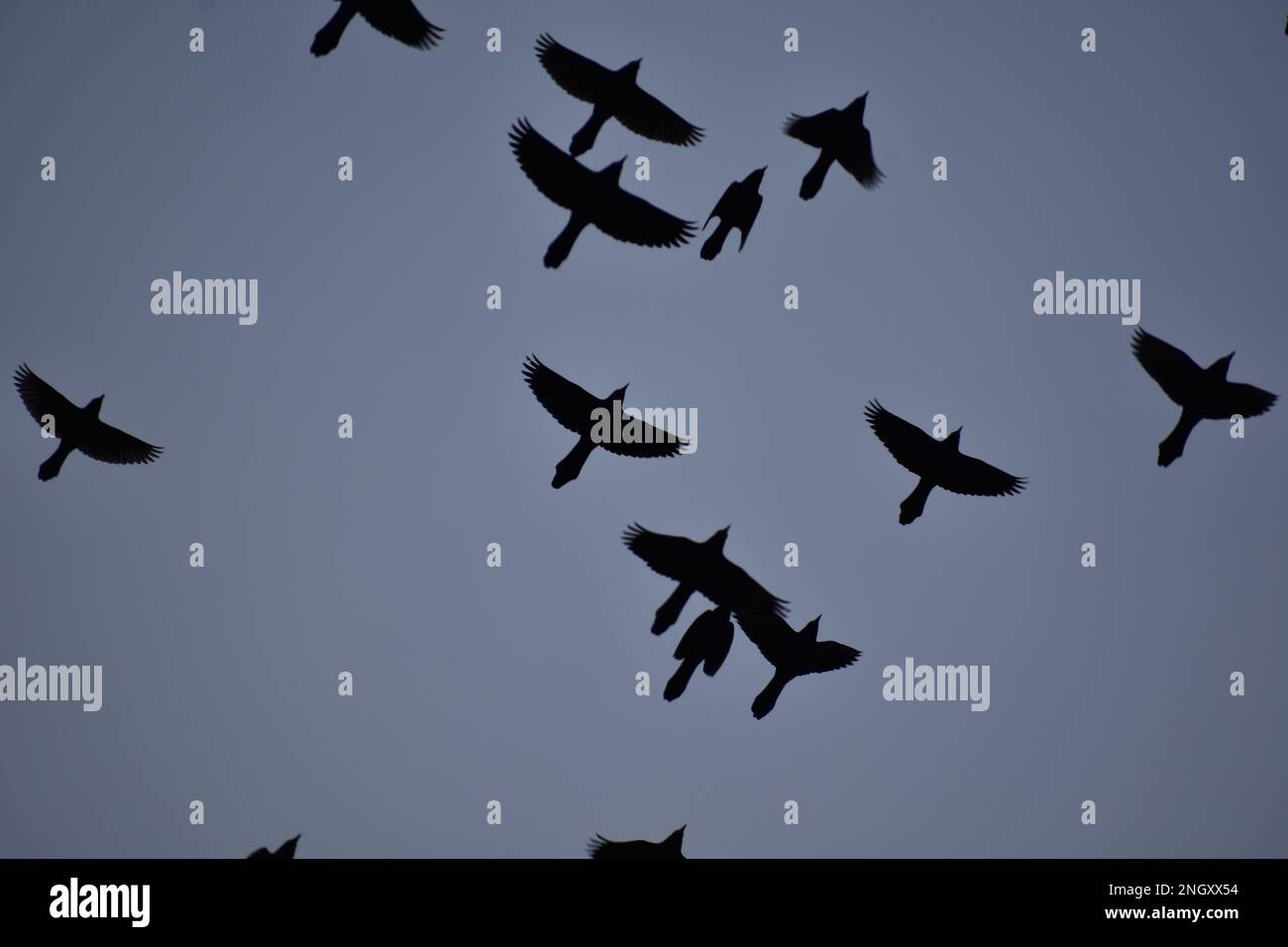 Image taken of a murder, or flock of Ravens flying overhead at evening ...