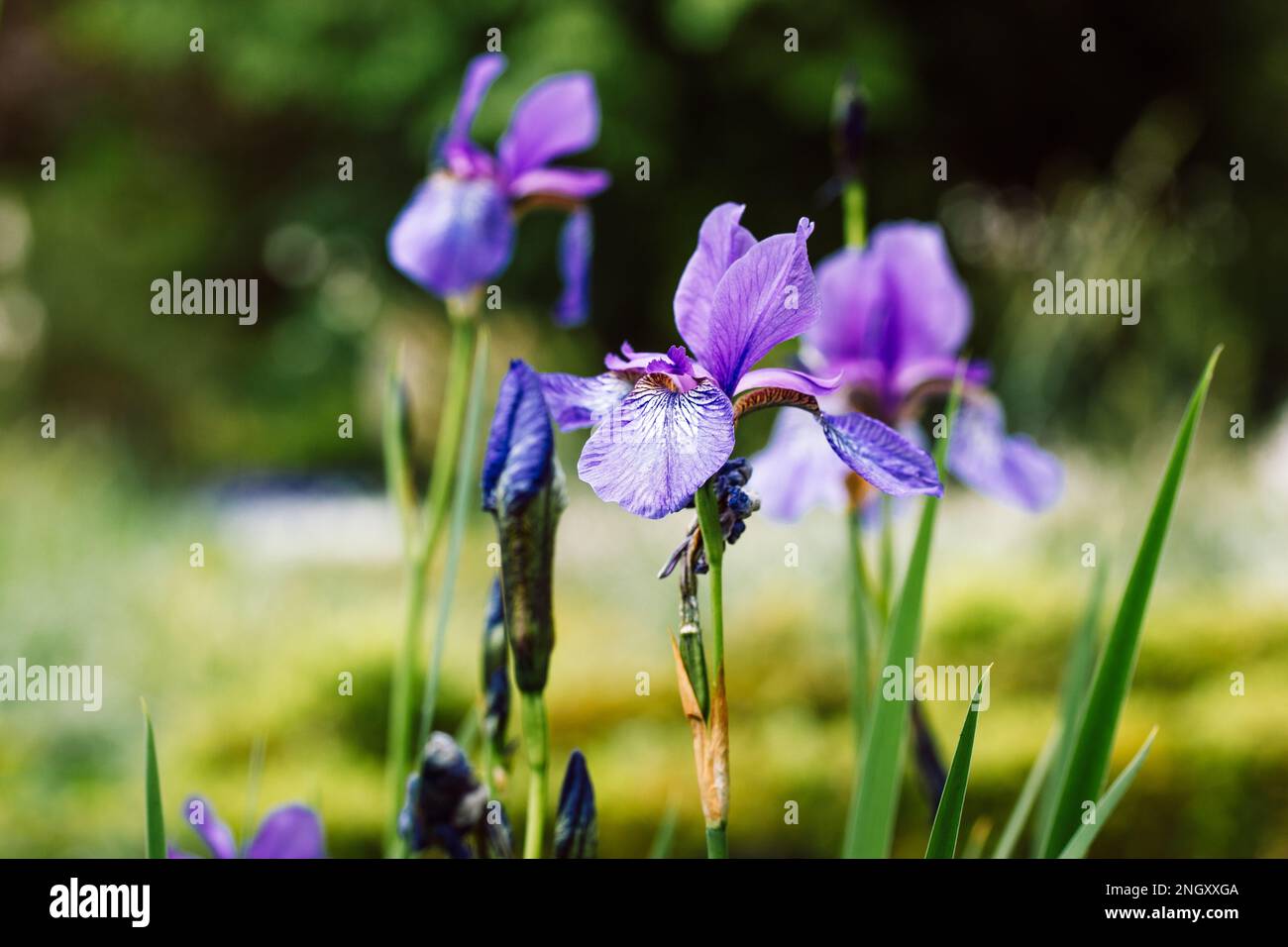 Blue Irises Hollandica wallpaper. Ornamental hybrid beautiful bulbous ...