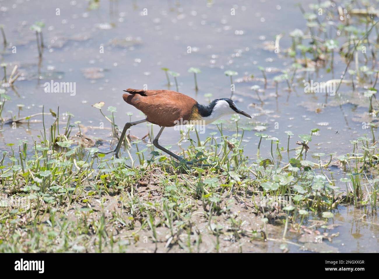Lily trotter hi-res stock photography and images - Alamy