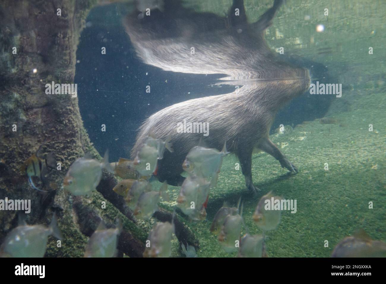 Capybara swimming under water on a flooded forest with tropical fishes ...