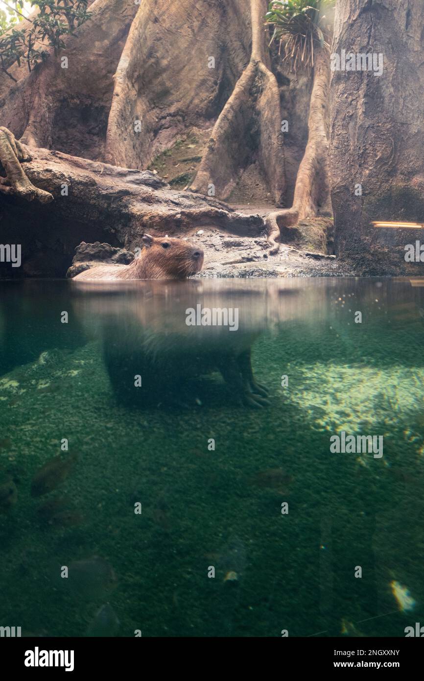 Capybara wild animal rodent quiet on a water pond in a flooded forest ...