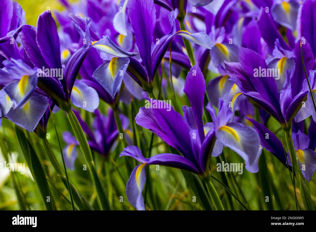 Blue Irises Hollandica wallpaper. Ornamental hybrid beautiful bulbous ...