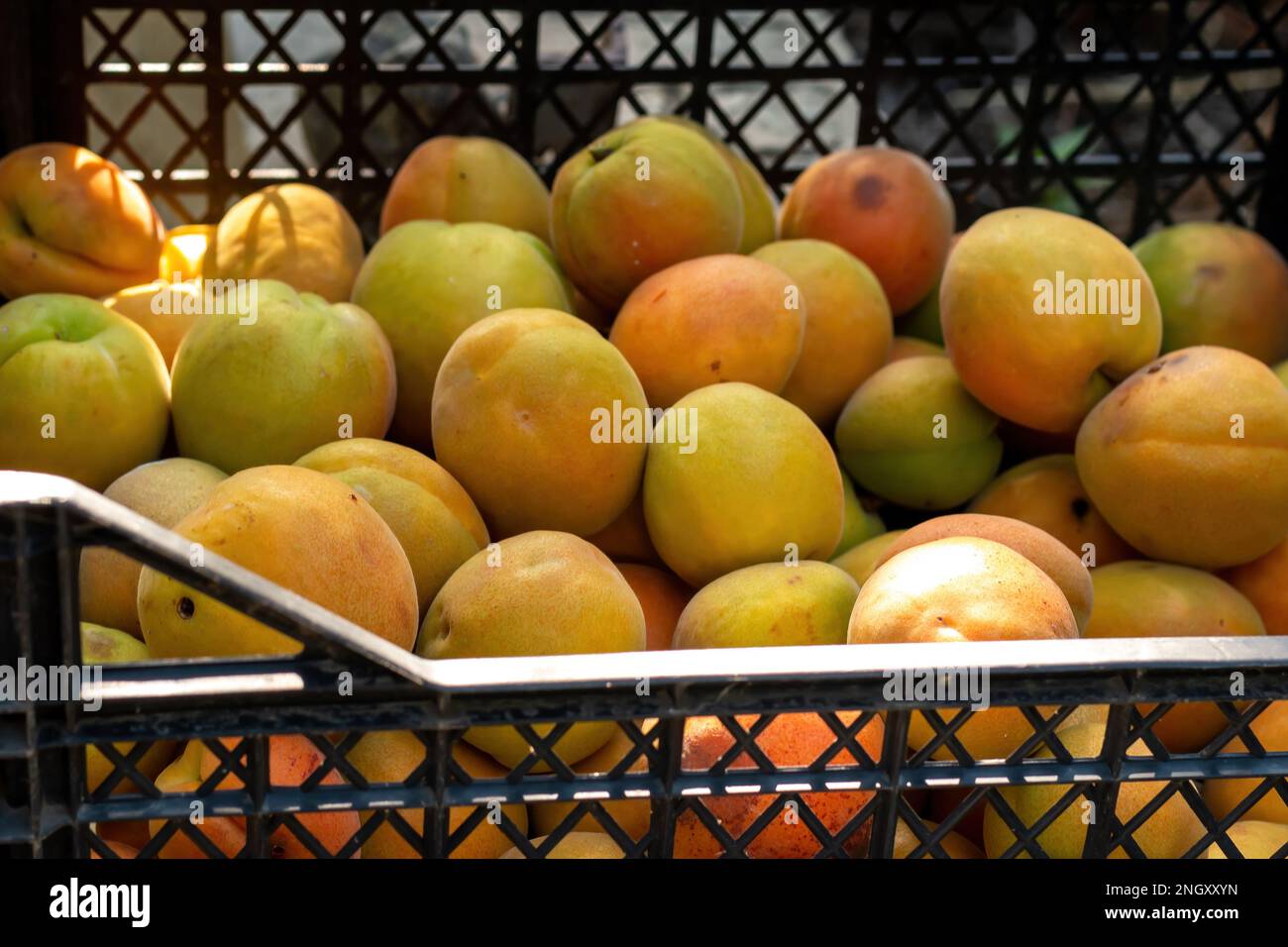 Ripe tangerines in plastic transparent boxes front view, harvest of ...