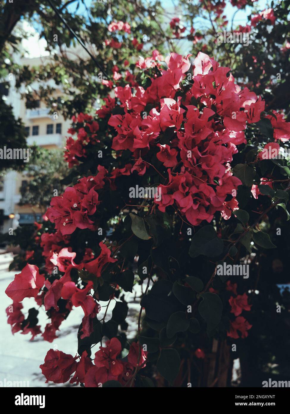 the day on Puerto Rico always surprises you Stock Photo - Alamy