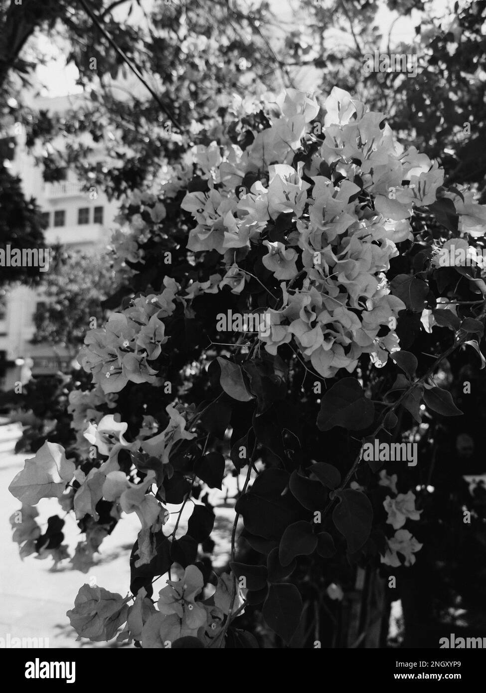 Leaves bloom on trees Black and White Stock Photos & Images - Alamy