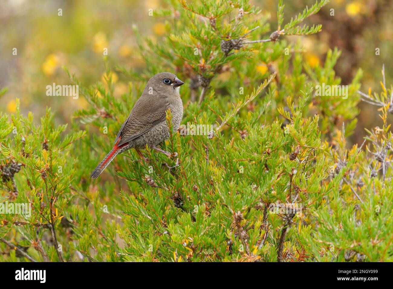 Red-eared Firetail - Stagonopleura oculata also known as Boorin, finch ...