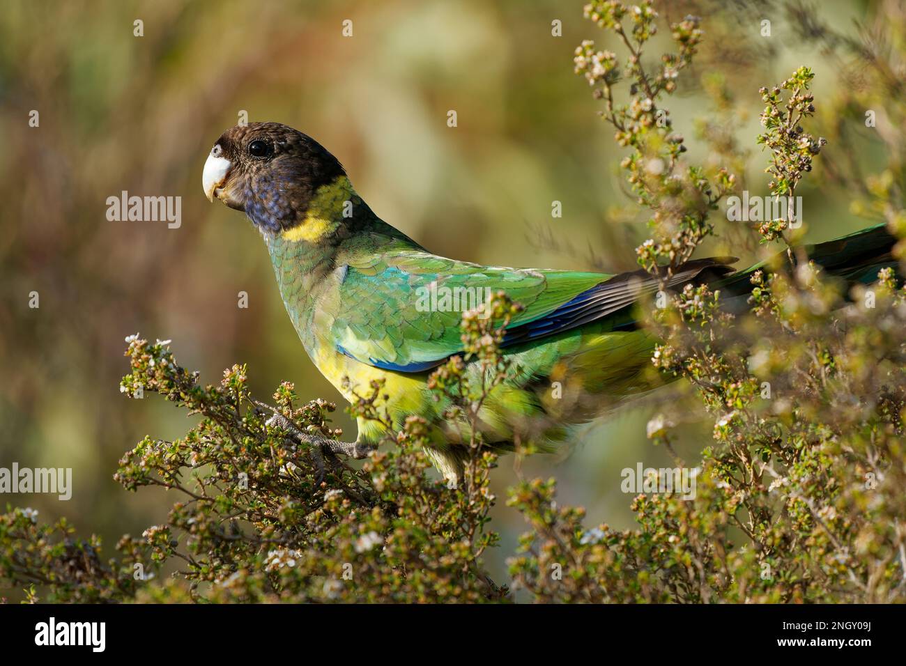 Australian Ringneck - Barnardius zonarius is parrot native to Australia ...
