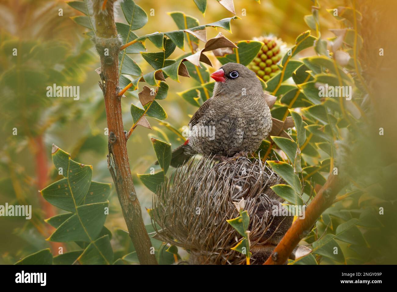 Red-eared Firetail - Stagonopleura oculata also known as Boorin, finch ...