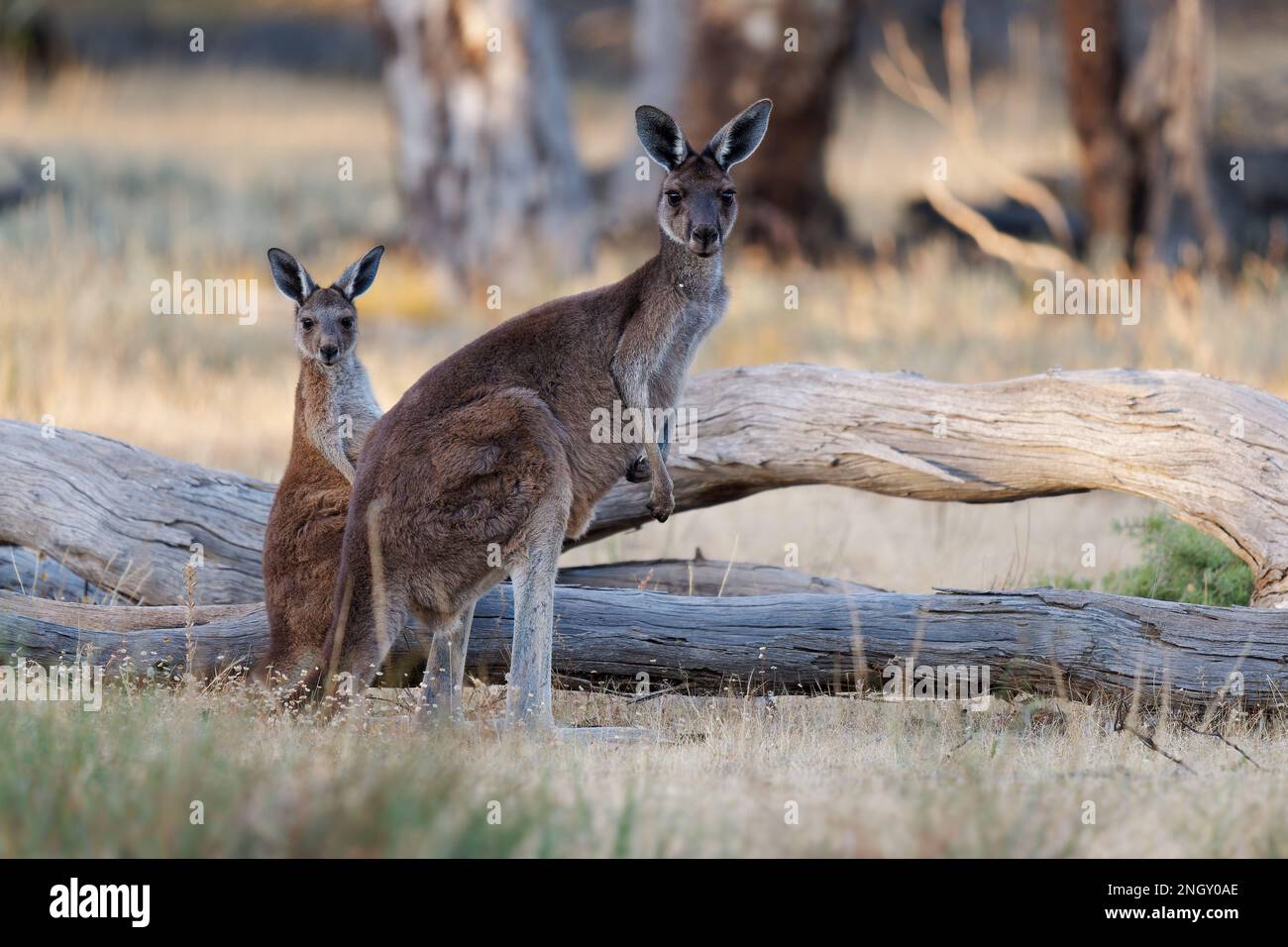 Western Grey Kangaroo - Macropus fuliginosus also giant or black-faced ...