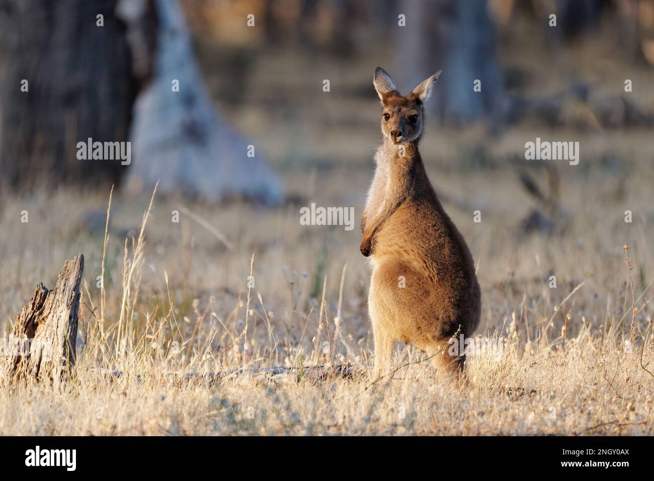 Western Grey Kangaroo - Macropus fuliginosus also giant or black-faced ...