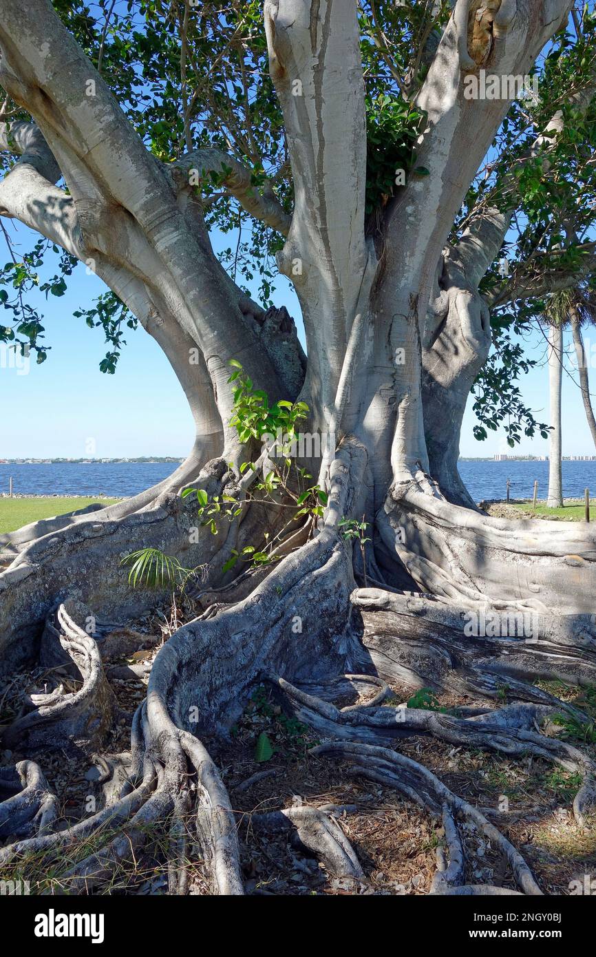 Mysore fig tree Stock Photo - Alamy