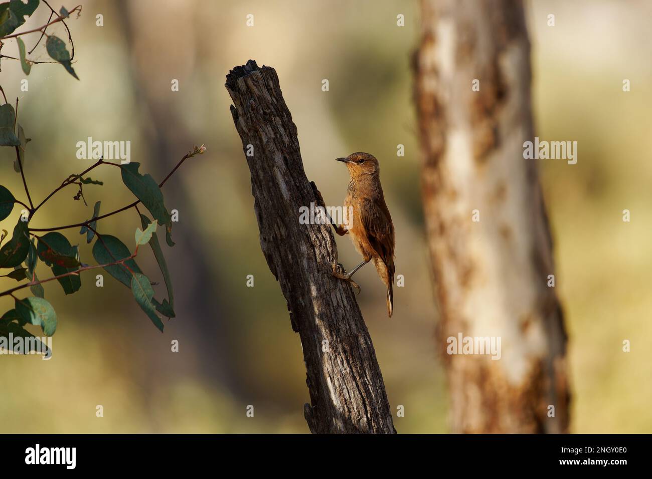 Rufous Treecreeper - Climacteris rufus bird in Climacteridae, endemic ...