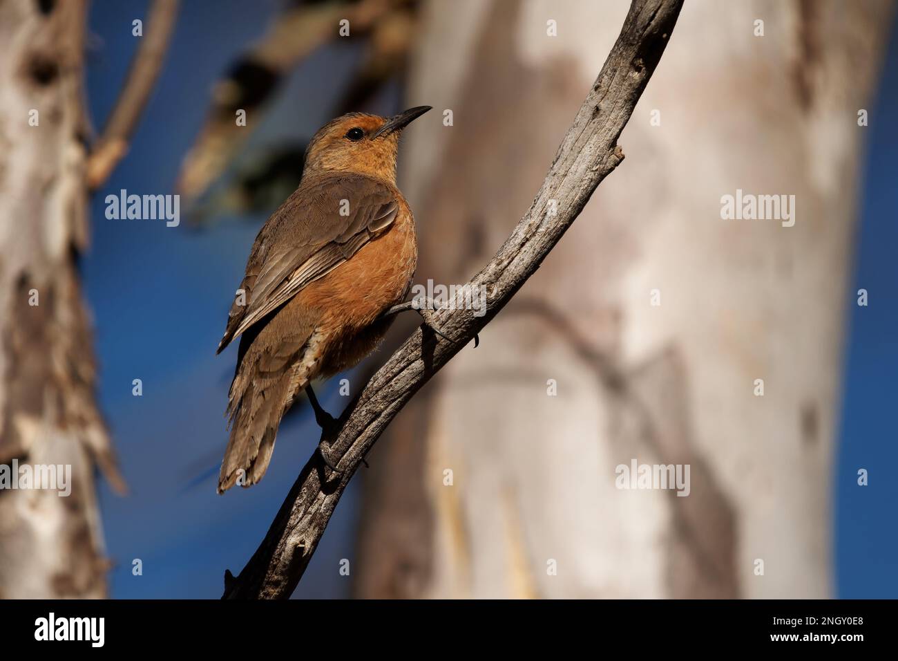 Pictures of the australian bush hi-res stock photography and images - Alamy
