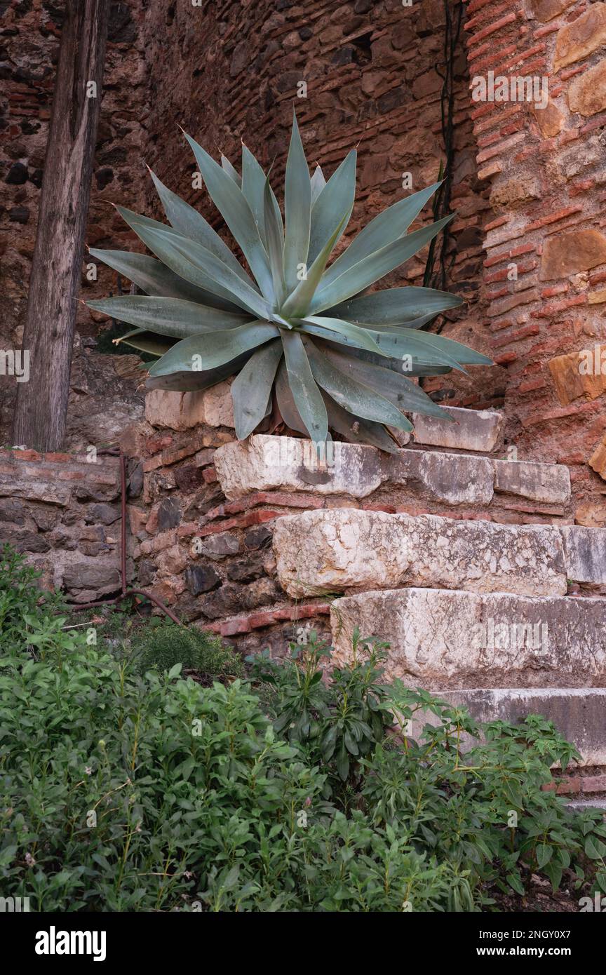 Large Aloe Vera plant at the entrance to Alcazaba palace in Malaga ...