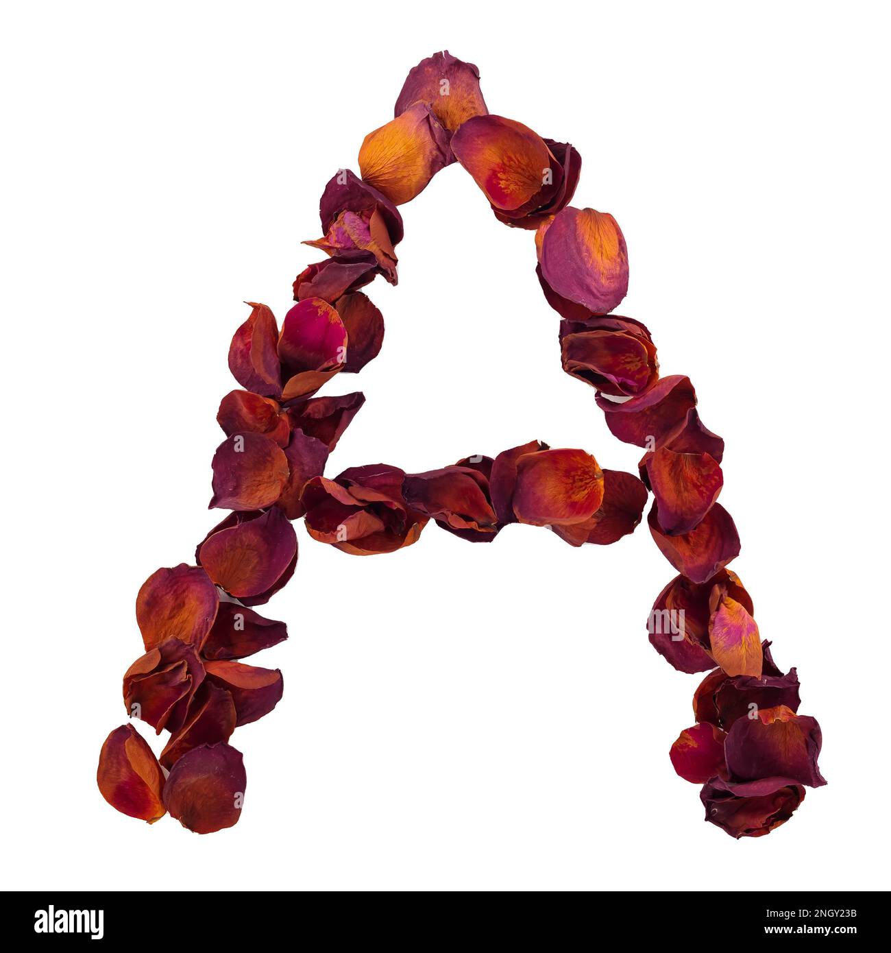 Letter A from dry red rose petals, isolated on white background. Nature ...