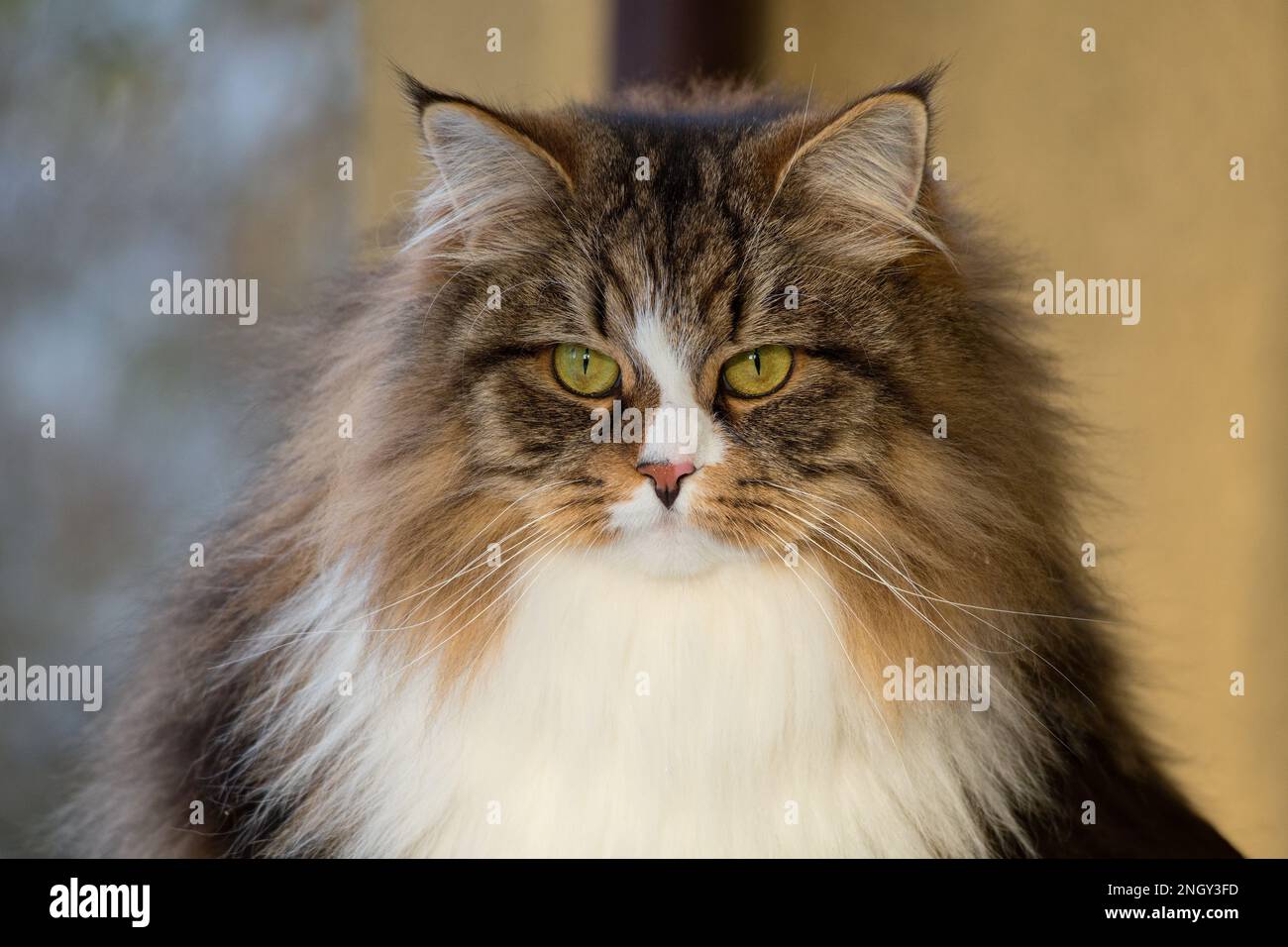 Long hair tabby cat hi-res stock photography and images - Alamy