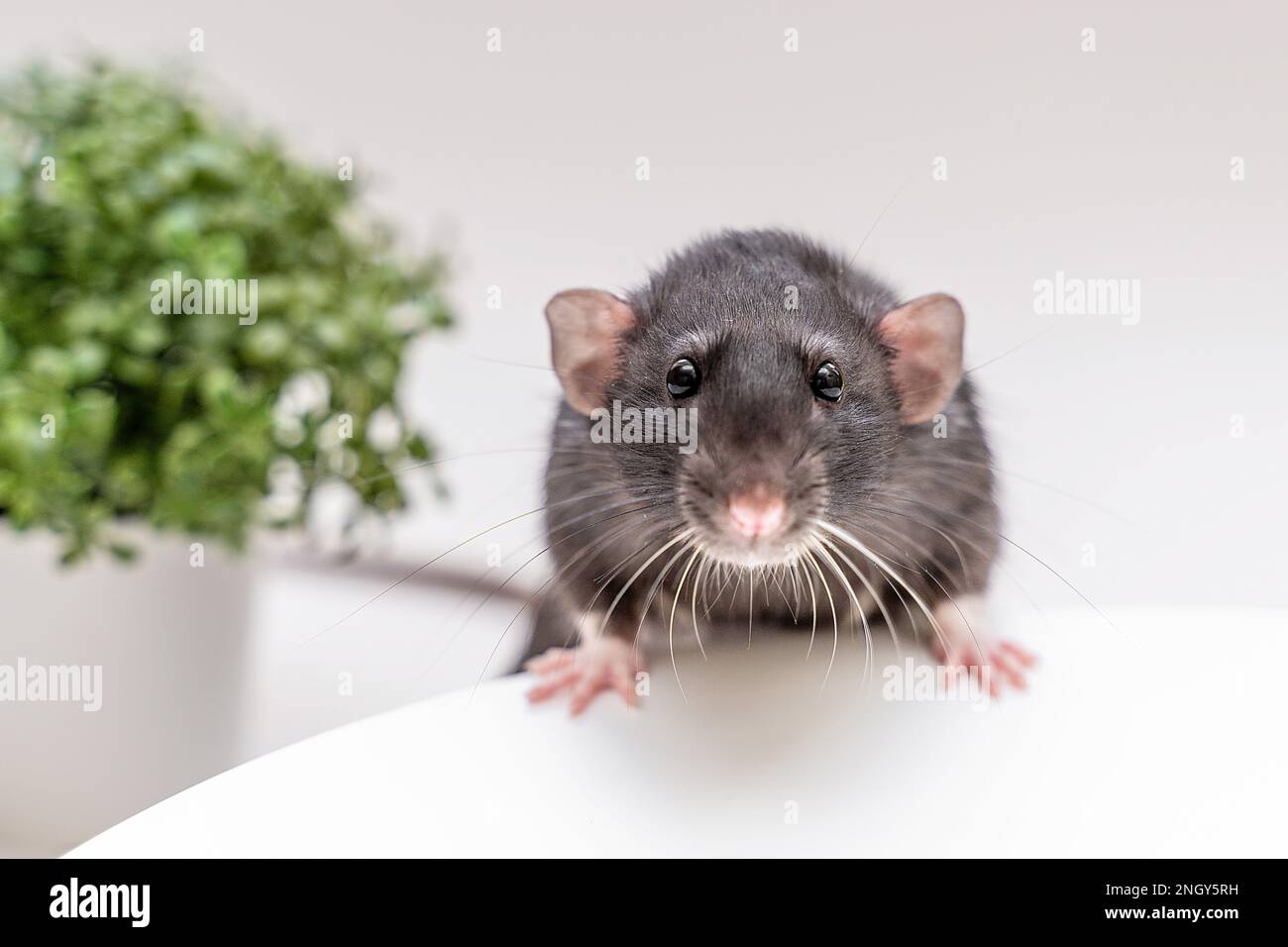 Domestic black dumbo rat sits and eats food on a spruce background. The ...