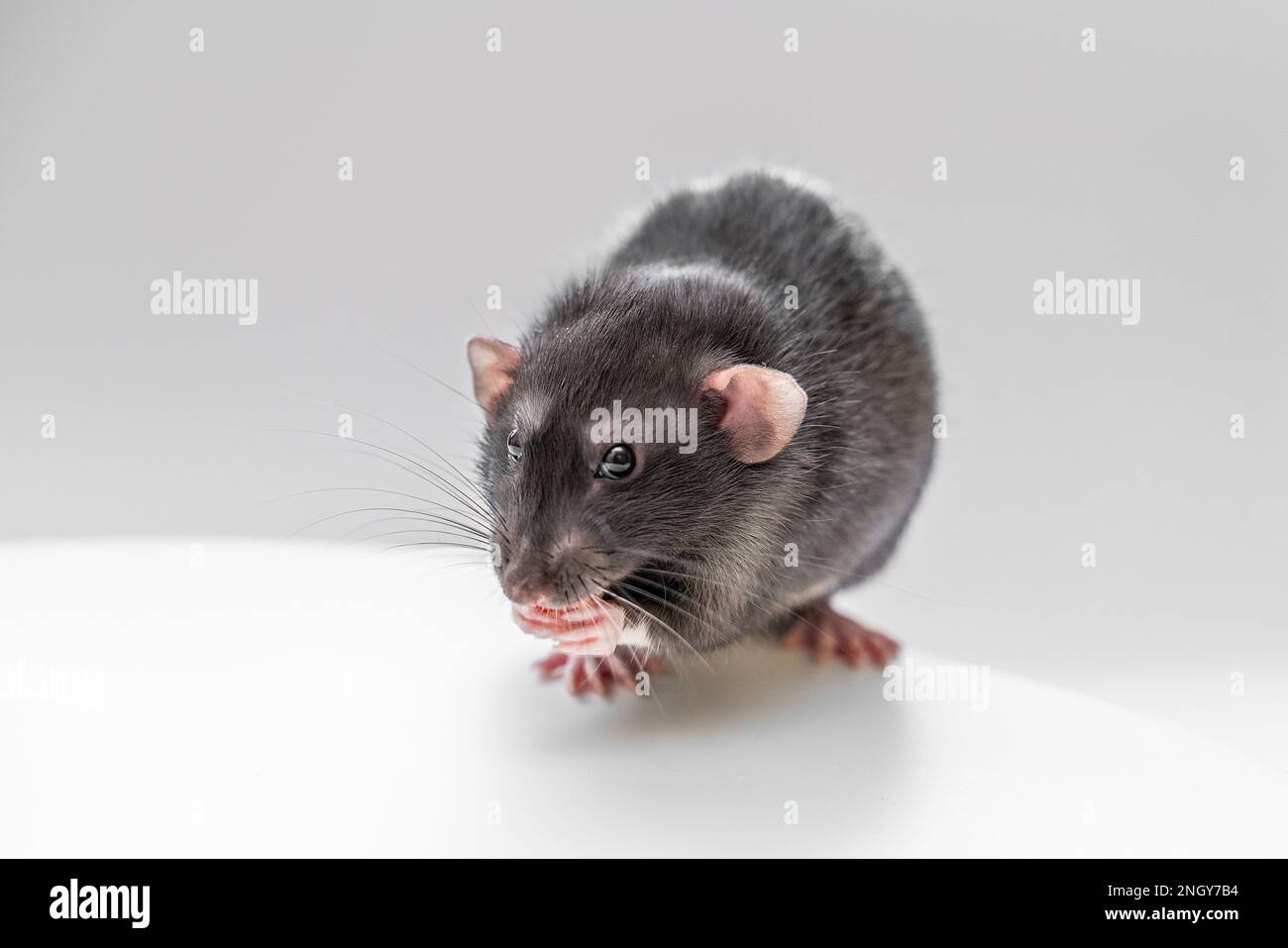 Domestic black dumbo rat sits and eats food on a white background. The ...