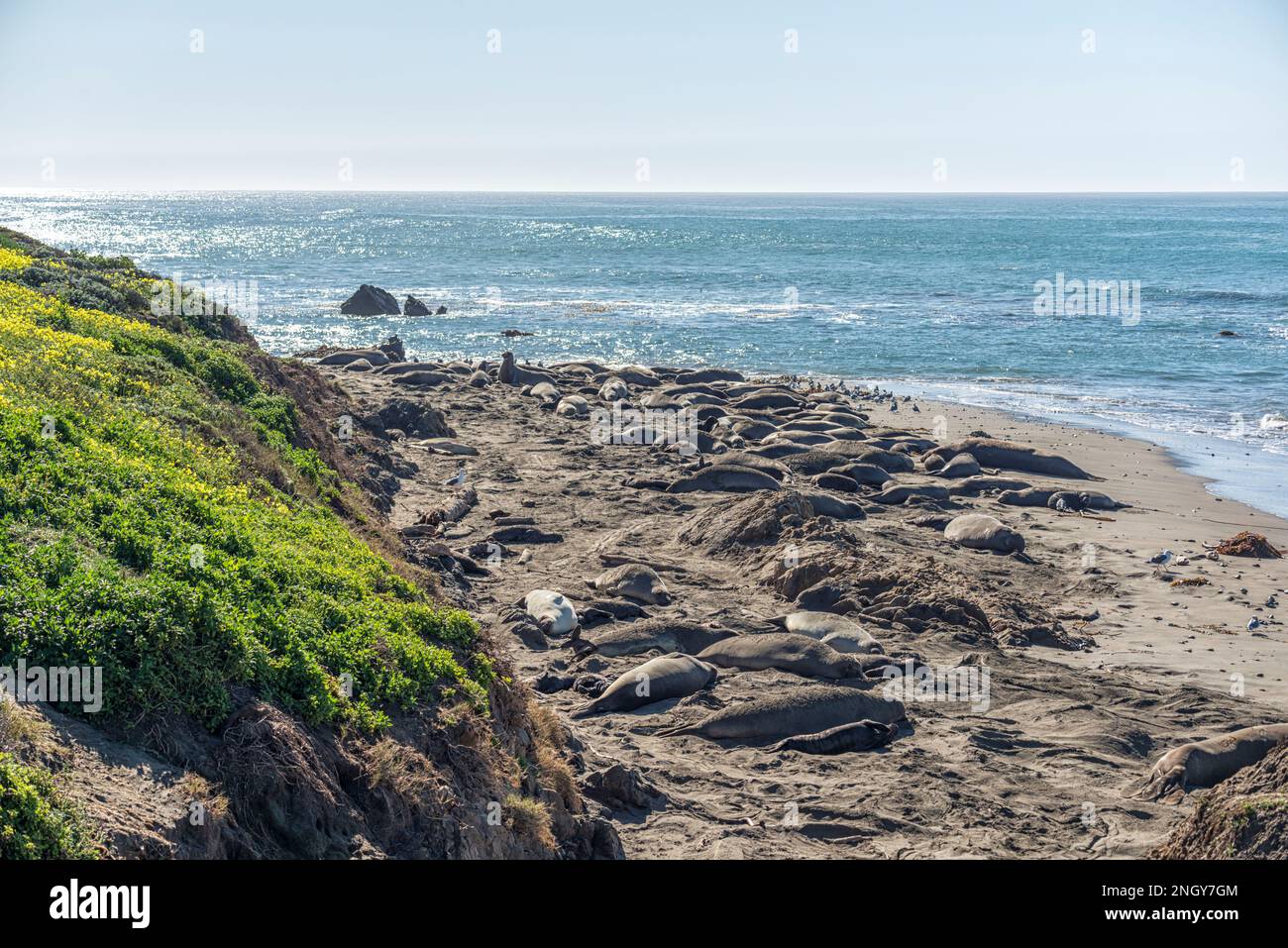 The Piedras Blancas Elephant Seal Rookery. San Simeon, California, USA ...