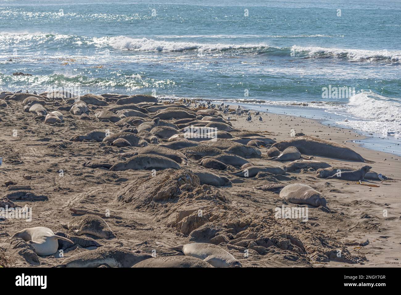 The Piedras Blancas Elephant Seal Rookery. San Simeon, California, USA ...