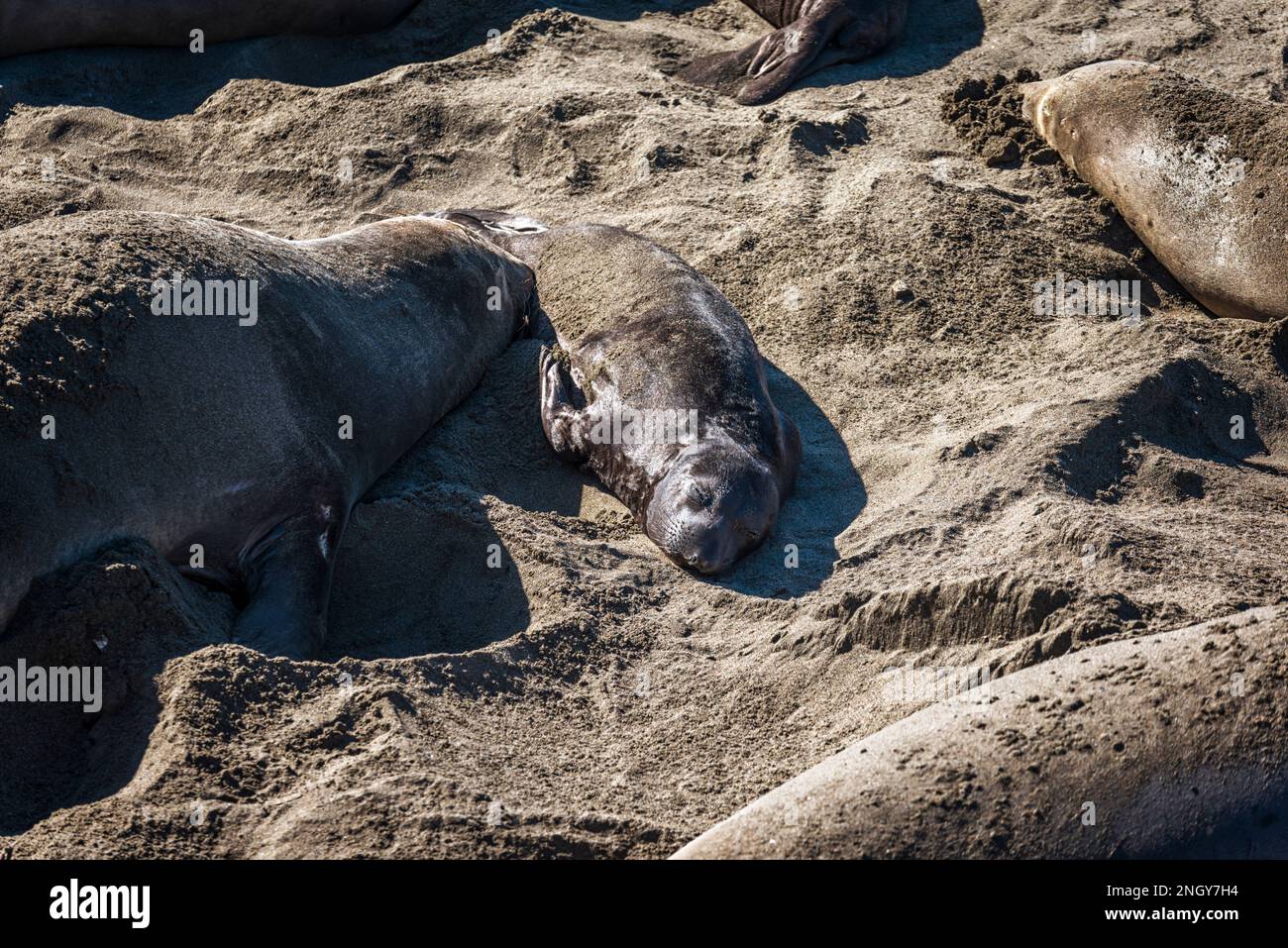 The Piedras Blancas Elephant Seal Rookery. San Simeon, California, USA ...
