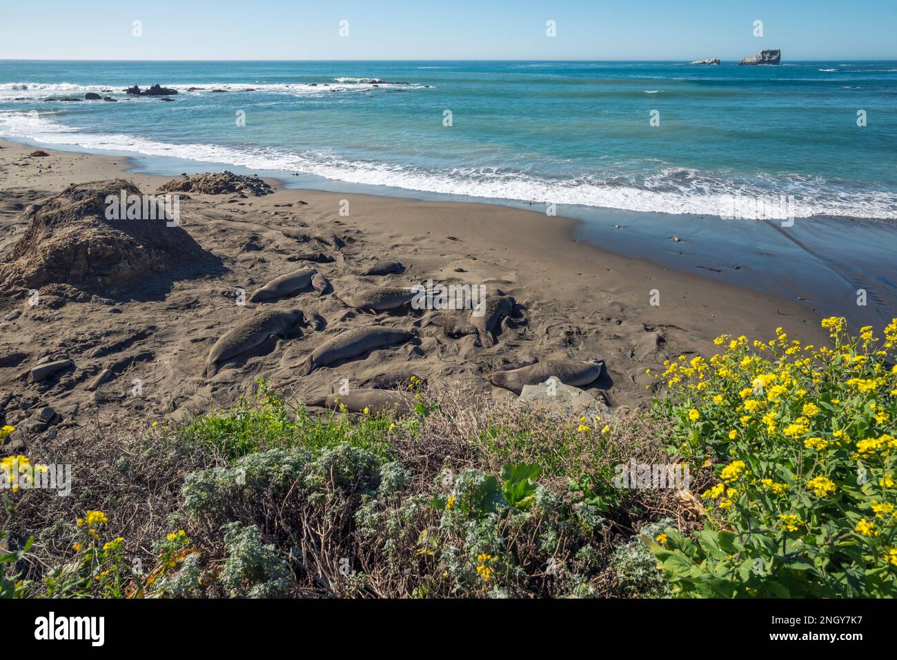 The Piedras Blancas Elephant Seal Rookery. San Simeon, California, USA ...