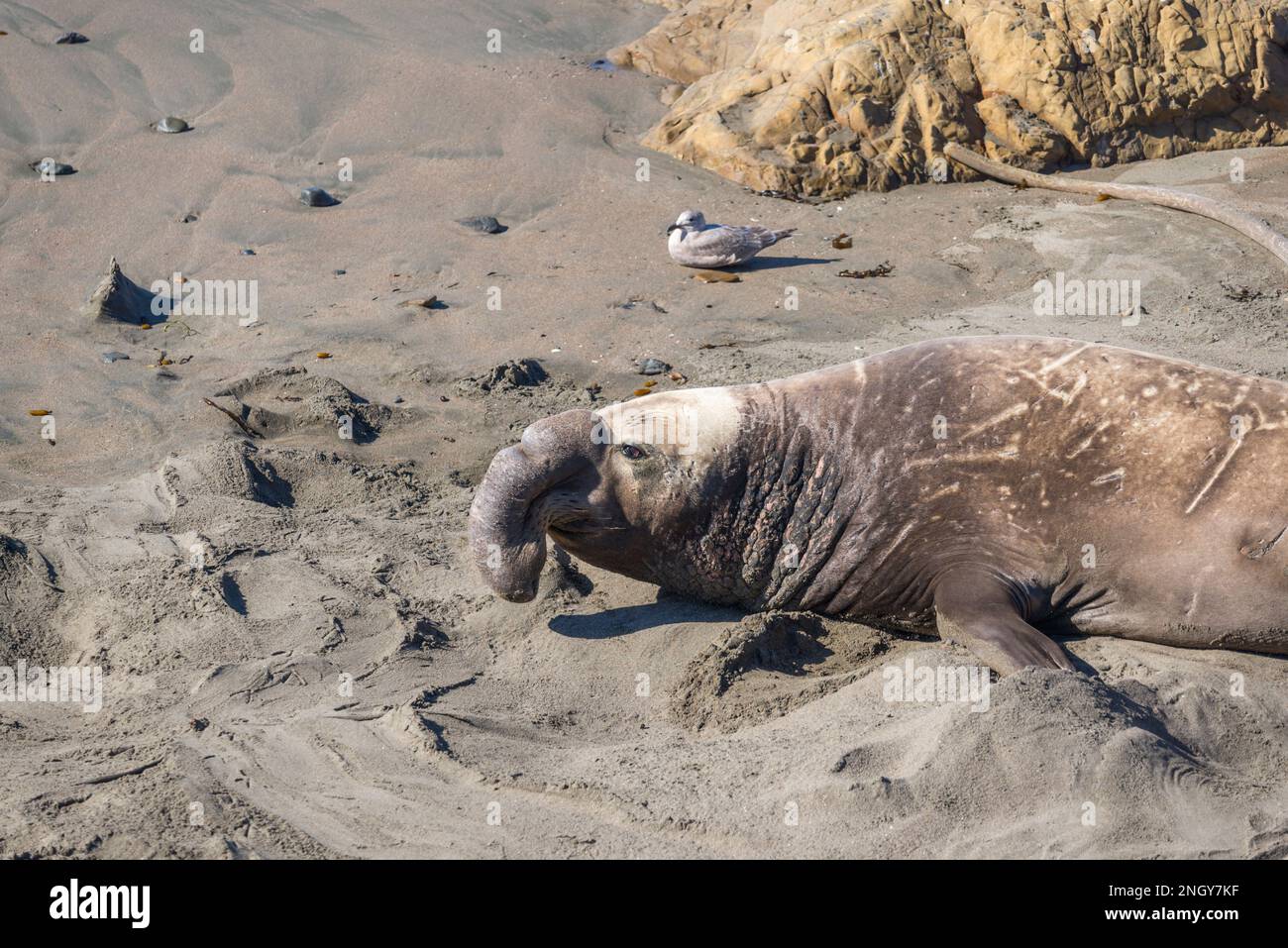 The Piedras Blancas Elephant Seal Rookery. San Simeon, California, USA ...