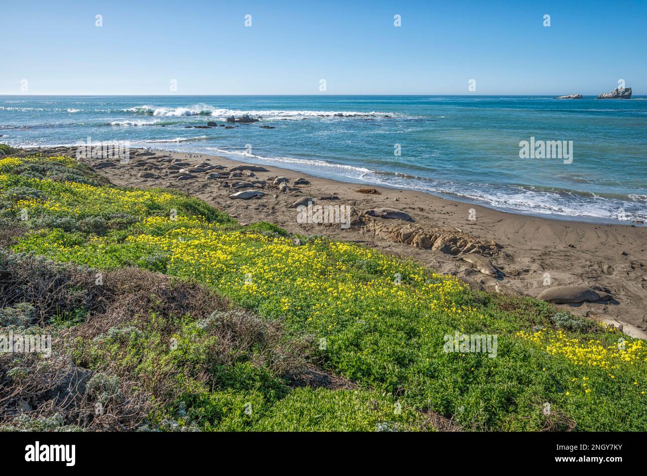 The Piedras Blancas Elephant Seal Rookery. San Simeon, California, USA ...