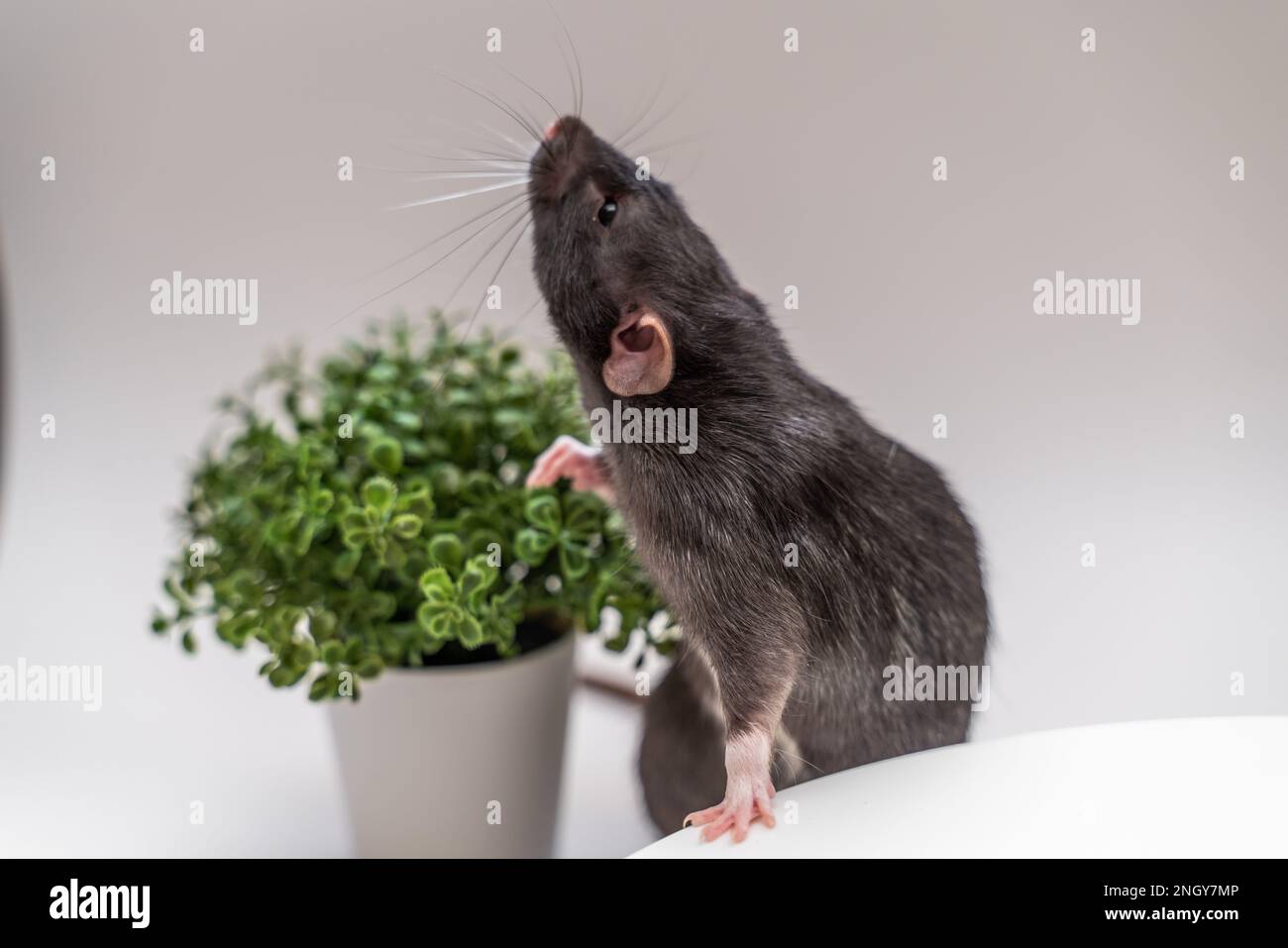 Dumbo house on hi-res stock photography and images - Alamy