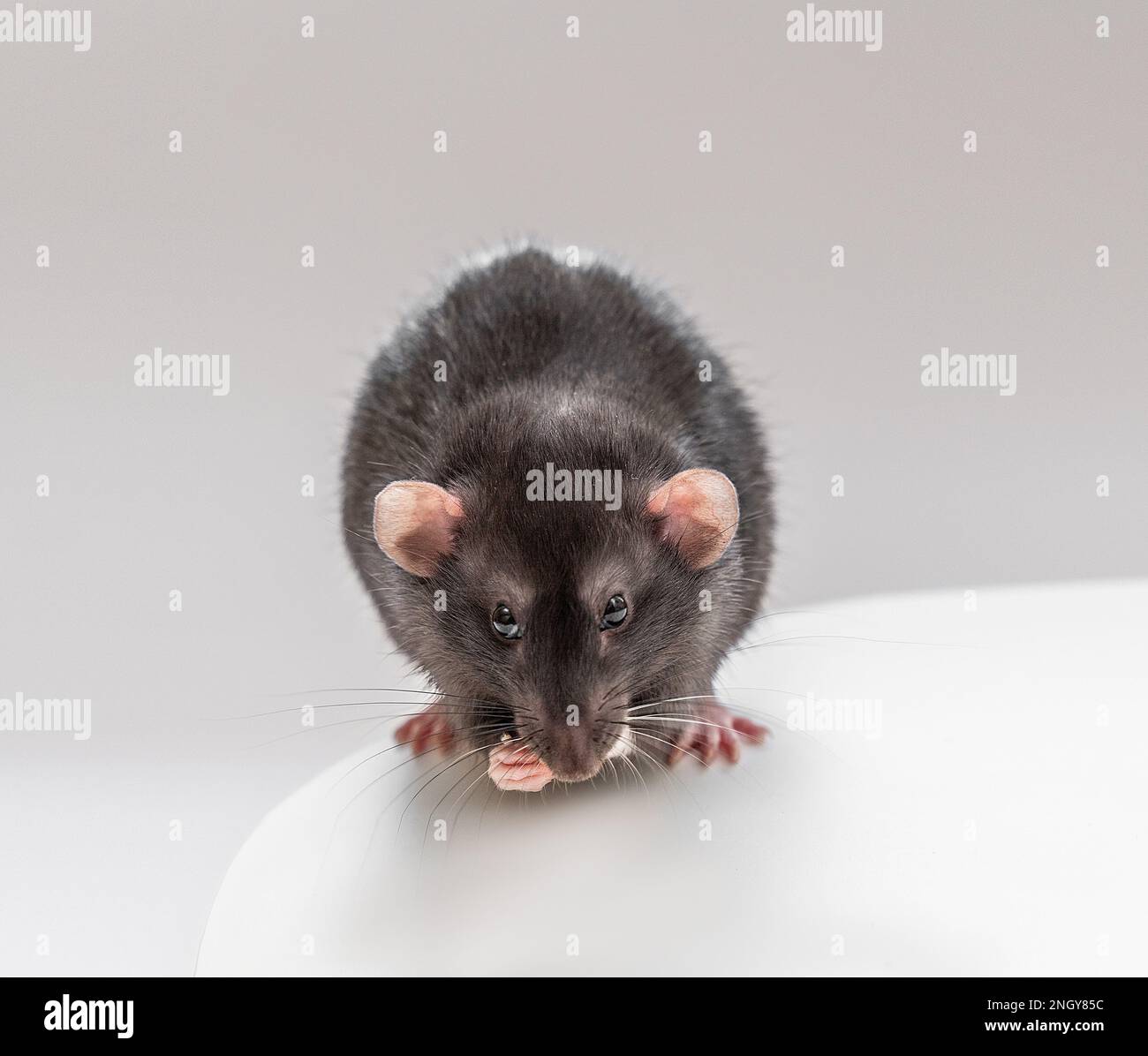 Domestic black dumbo rat sits and eats food on a white background. The ...