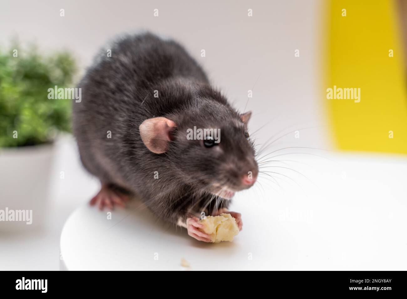 Domestic black dumbo rat sits and eats food on a white background. The ...