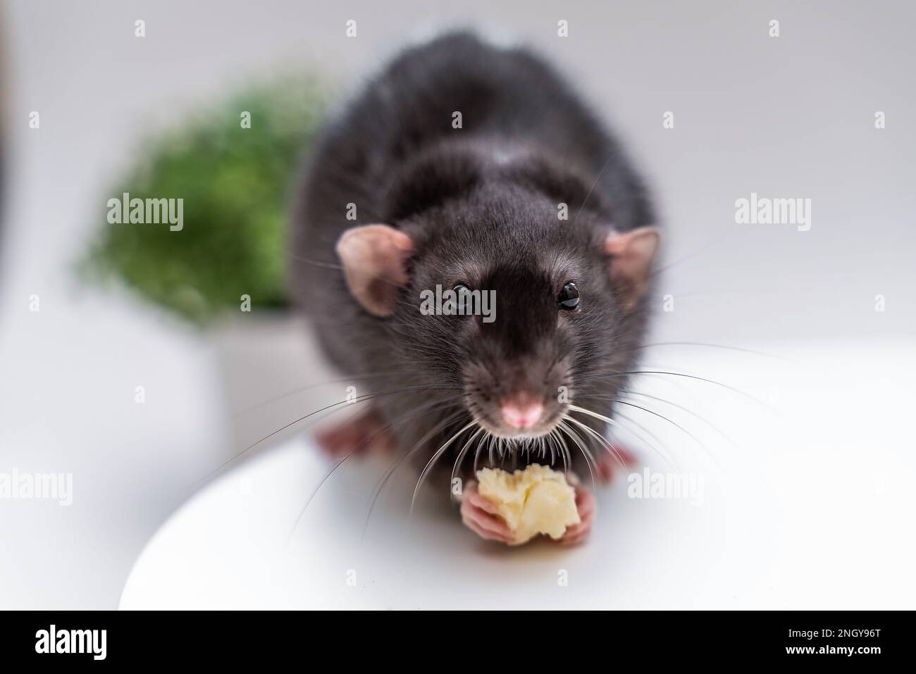Domestic black dumbo rat sits and eats food on a white background. The ...