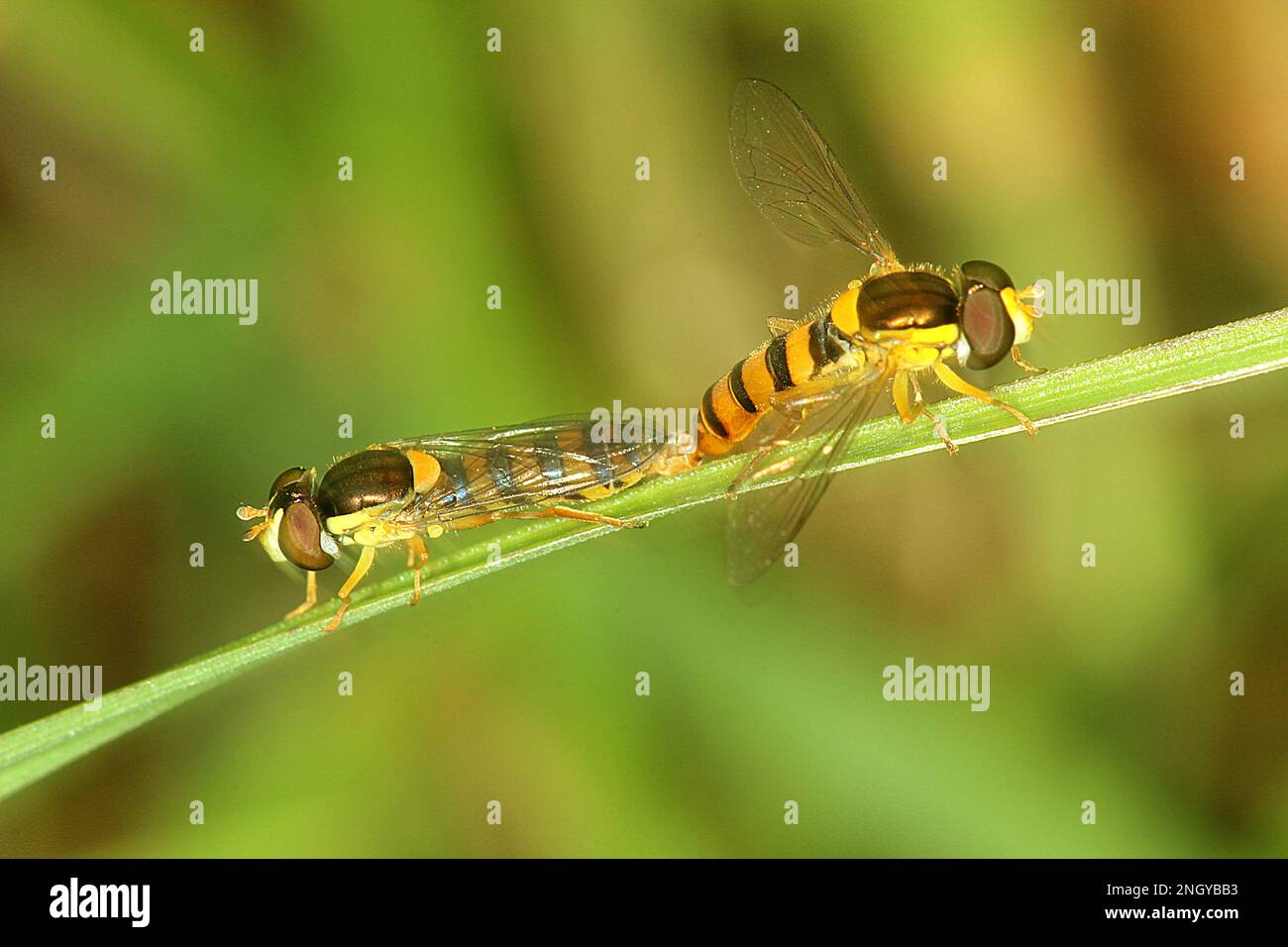 Yellow globetail hoverfly (Sphaerophoria sp Stock Photo - Alamy