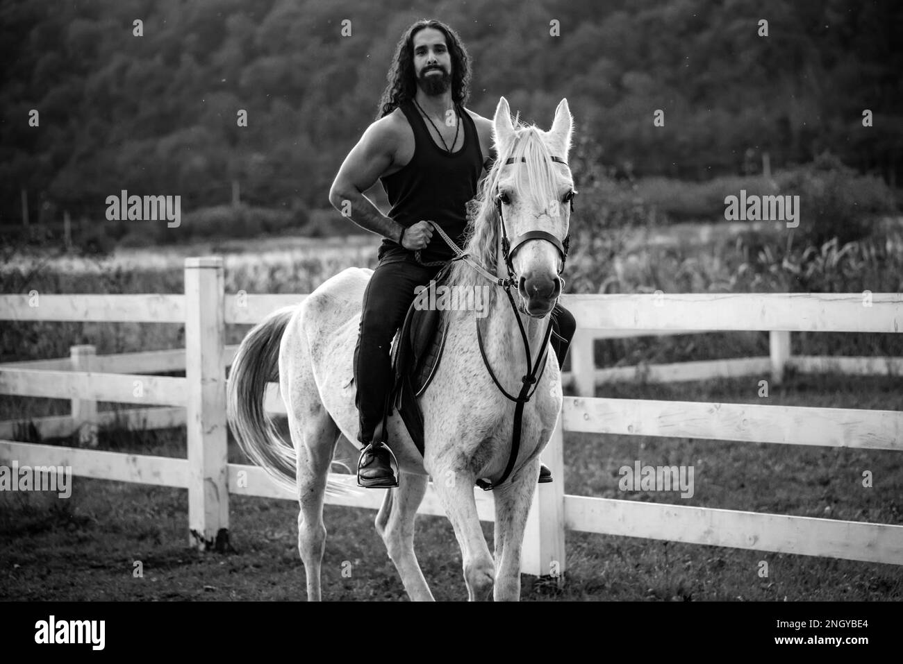 Equestrian and animal love concept. Rider on gray arabian horse in the ...