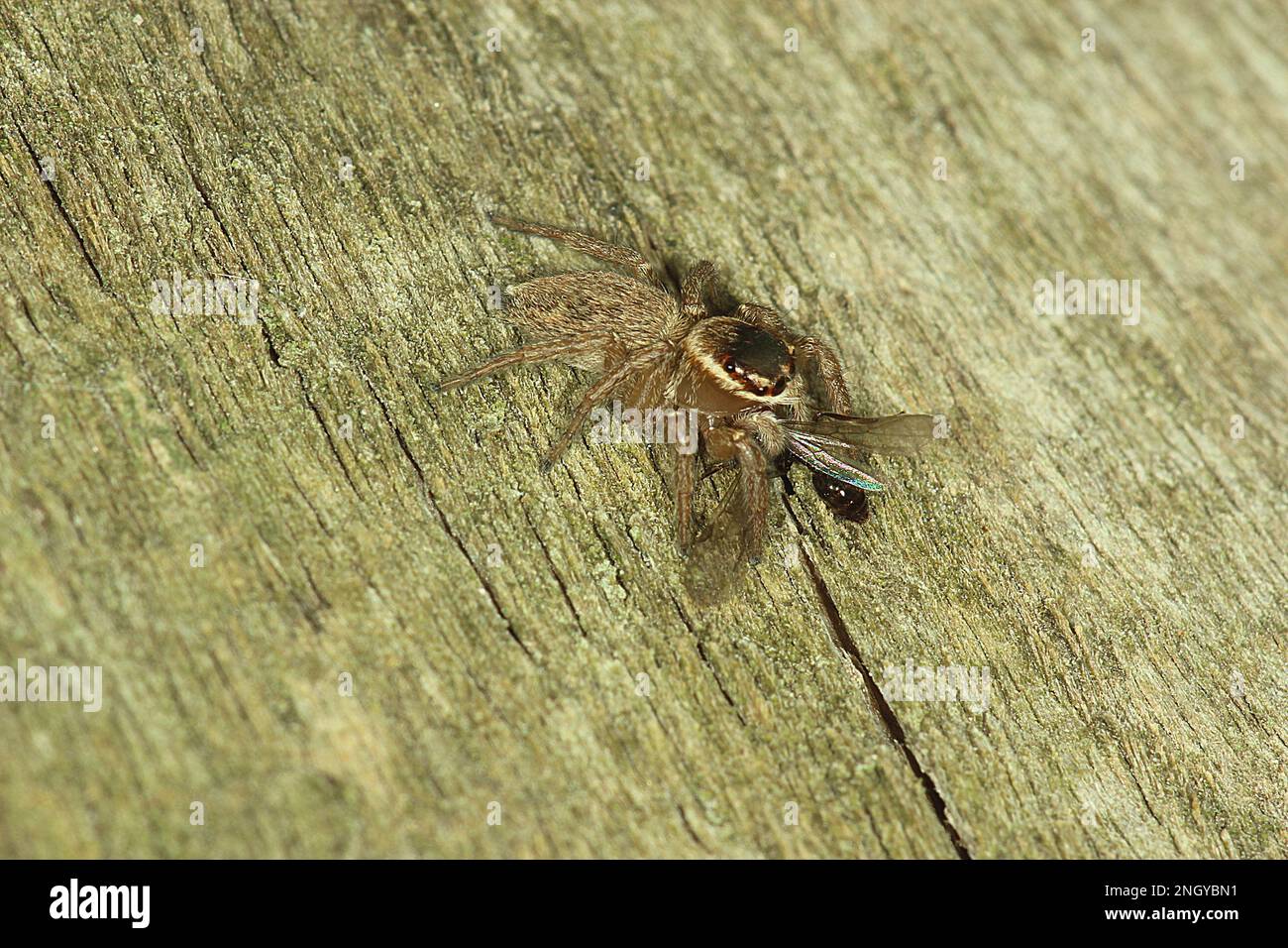 White banded jumping spider (Maratus griseus) eating a fly Stock Photo ...