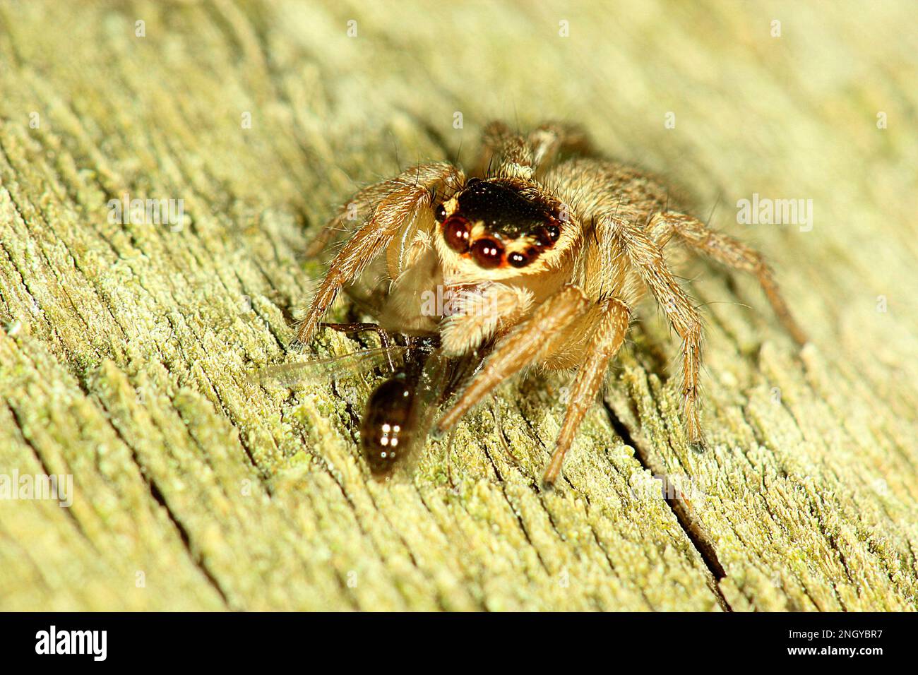 White banded jumping spider (Maratus griseus) eating a fly Stock Photo ...