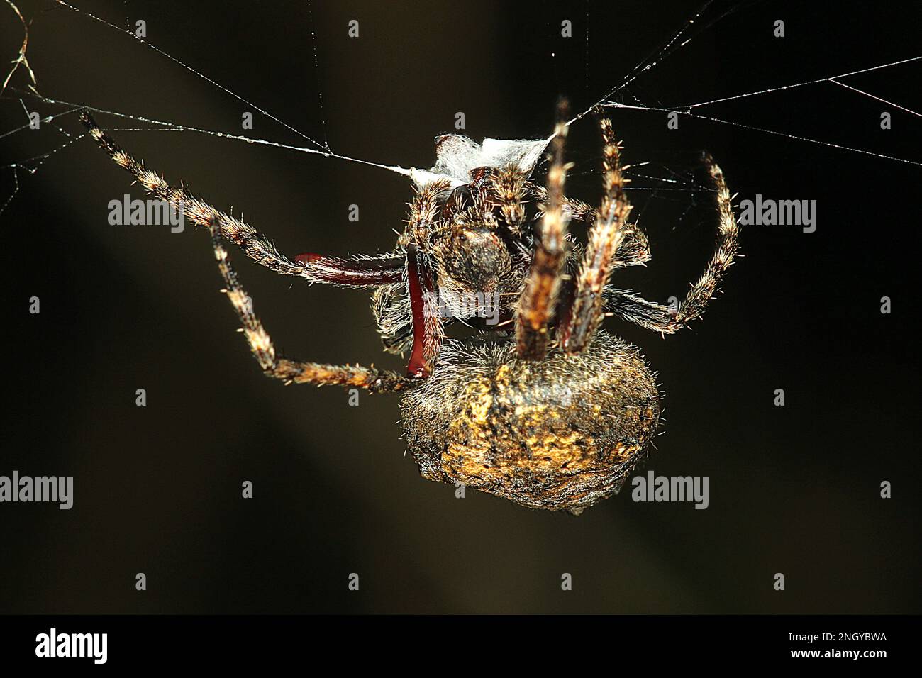 Orbweb spiders (Socca pustulosa Stock Photo - Alamy