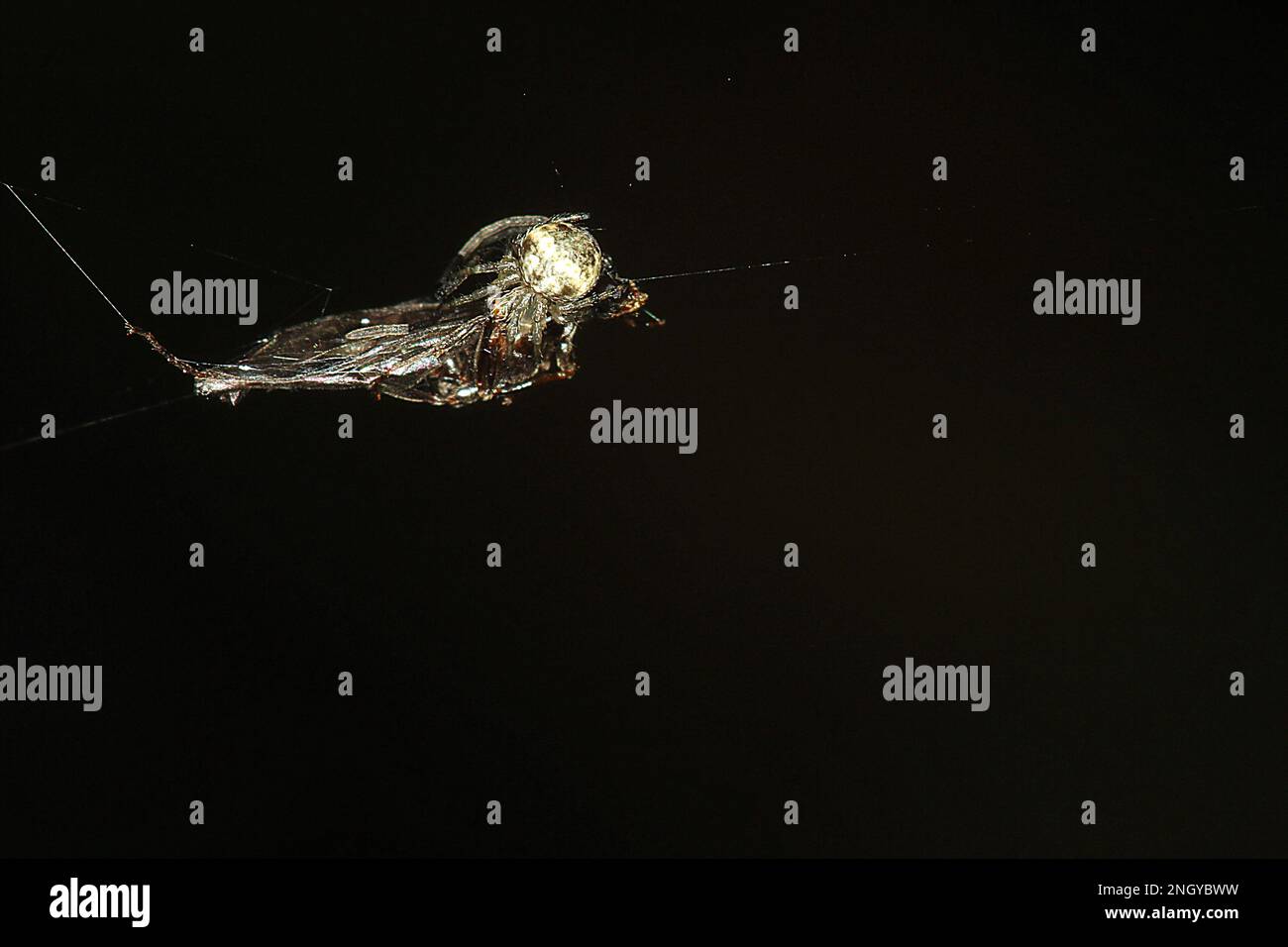 Socca hi-res stock photography and images - Alamy