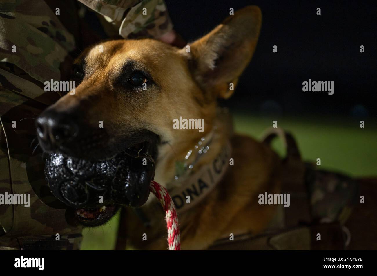 Security forces k9 handler dog hi-res stock photography and images - Alamy