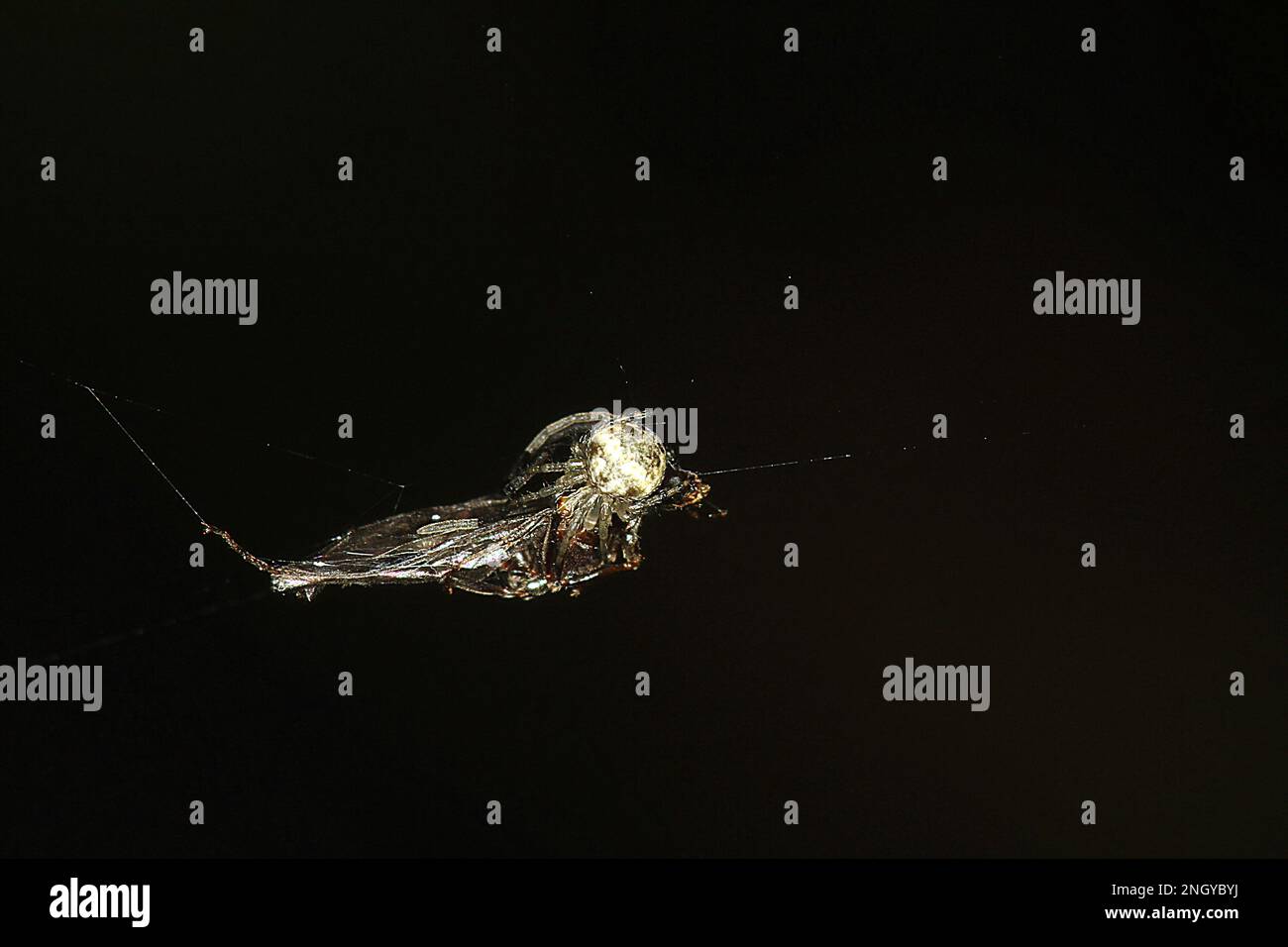 Socca hi-res stock photography and images - Alamy