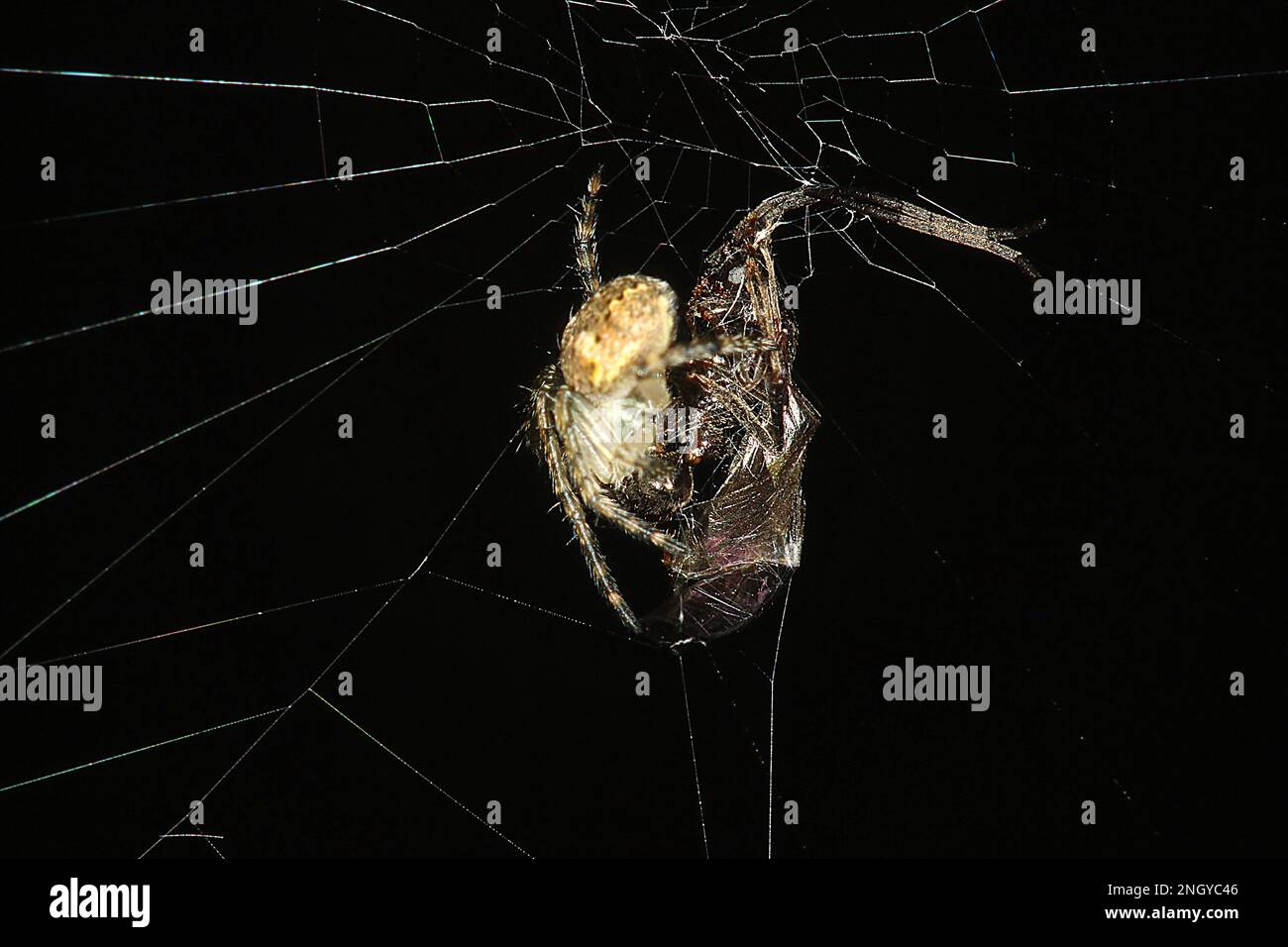 Orbweb spiders (Socca pustulosa Stock Photo - Alamy