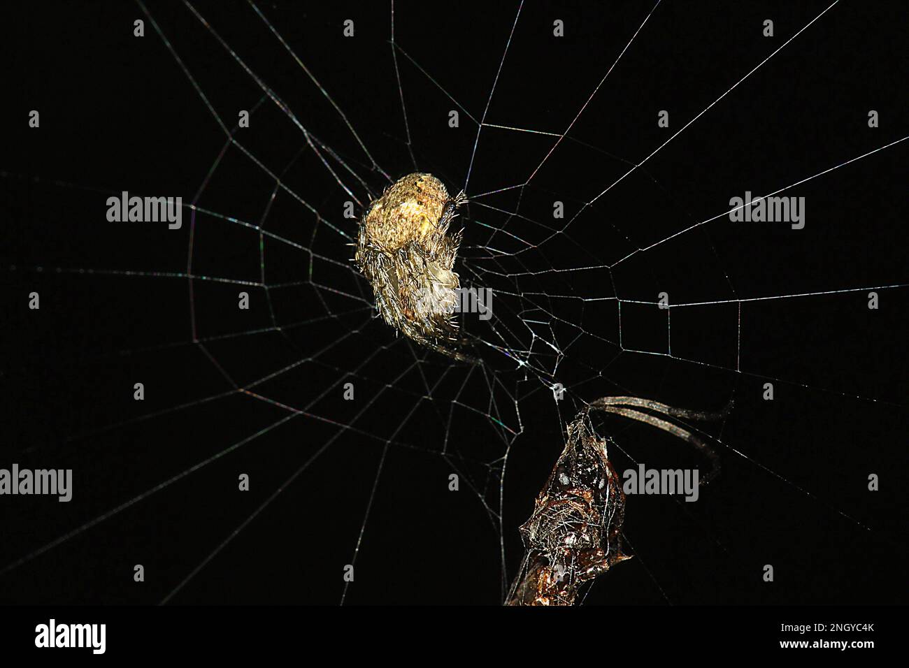 Orbweb spiders (Socca pustulosa Stock Photo - Alamy