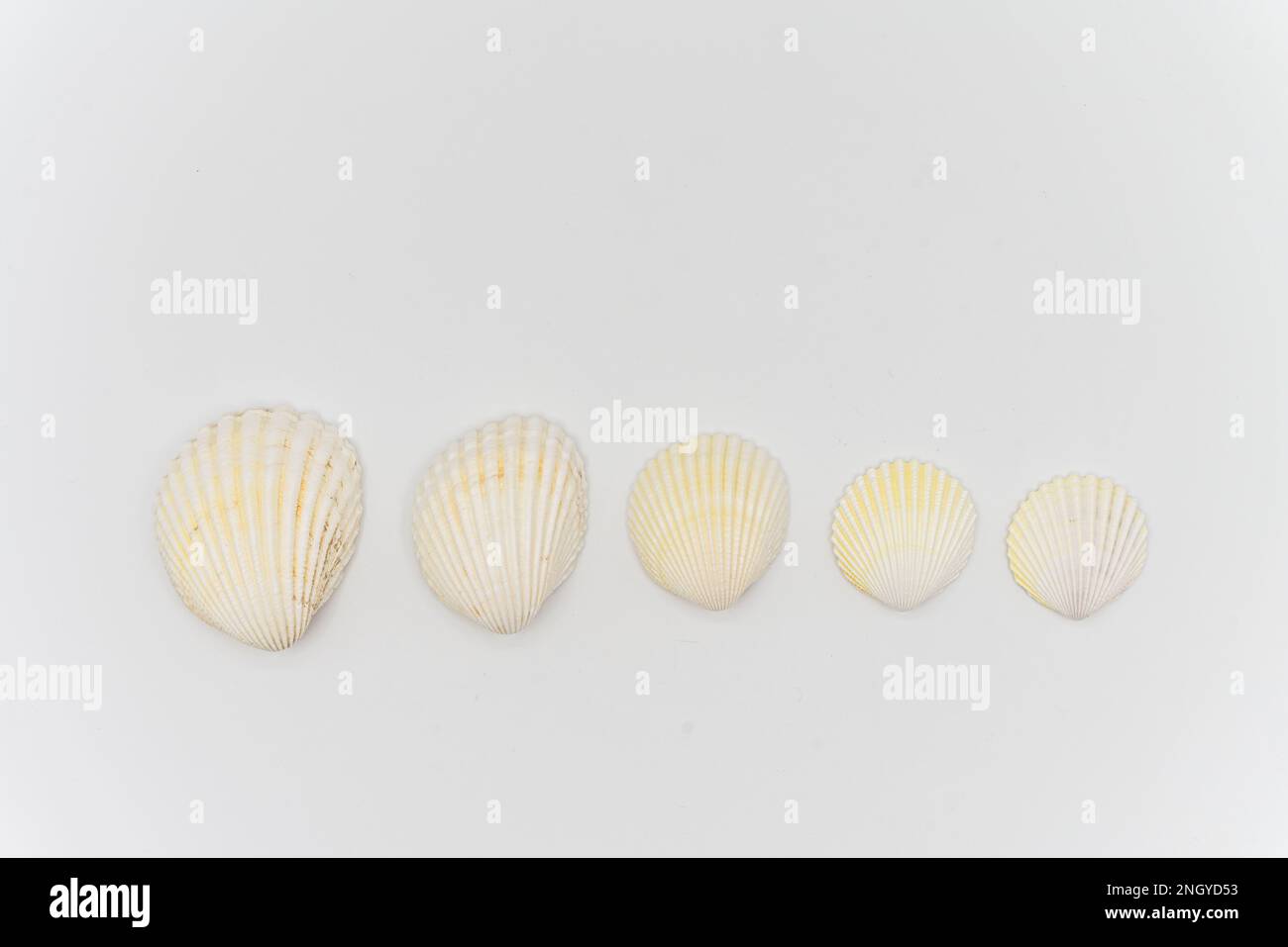 Isolated shells with white Background Stock Photo - Alamy